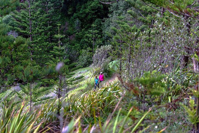 Breakfast Bushwalk in Norfolk Island - A Detailed Look at the Experience