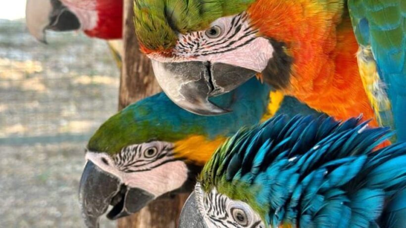 Breakfast with Parrots at Masseria mazzetta with wildlife park - Key Points