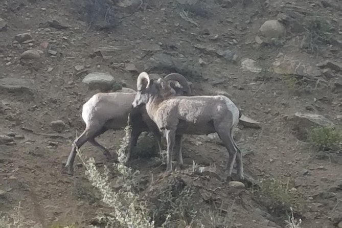 Breckenridge Ultimate Full Day Mountain Tour from Denver - FAQ