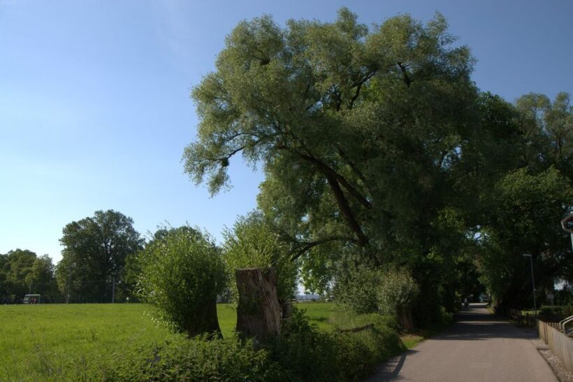 Bregenz - Historic Guided walking tour - Key Points