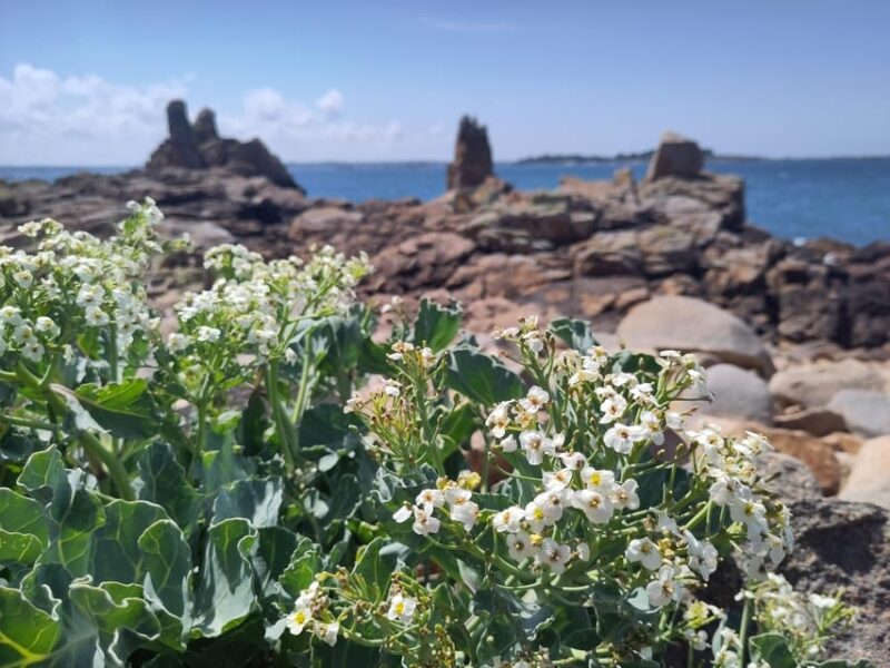 Bréhat: a Guided Tour of Its Superb Landscapes - Seaweed Secrets and Seasonal Wonders: Learning About Bréhats Flora