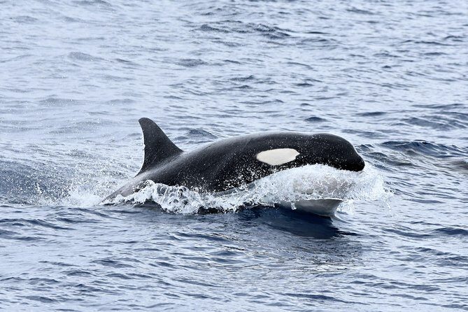 Bremer Bay Orca Experience - An In-Depth Look at the Bremer Bay Orca Experience