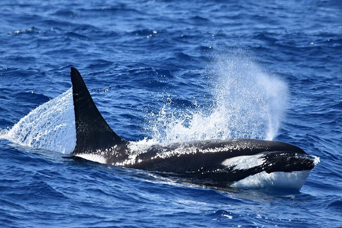 Bremer Bay Orca Experience - Who Would Love This Tour?
