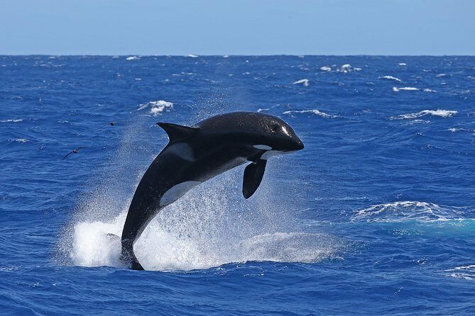 Bremer Canyon Killer Whale (Orca) Expedition - FAQ