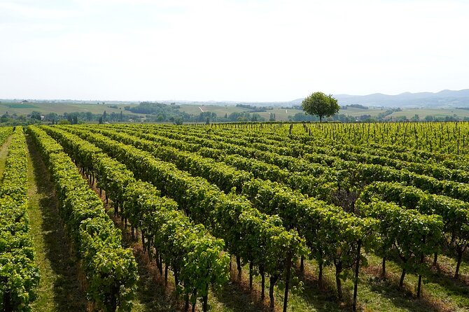Brescia and Franciacorta Winery Tour From Milan Small Group - Important Details