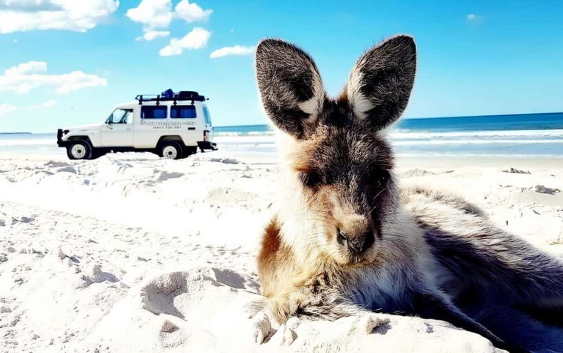 Bribie Island: Sea to Table 4WD, Kayak, & Seafood Lunch Tour - Beachside Seafood Lunch