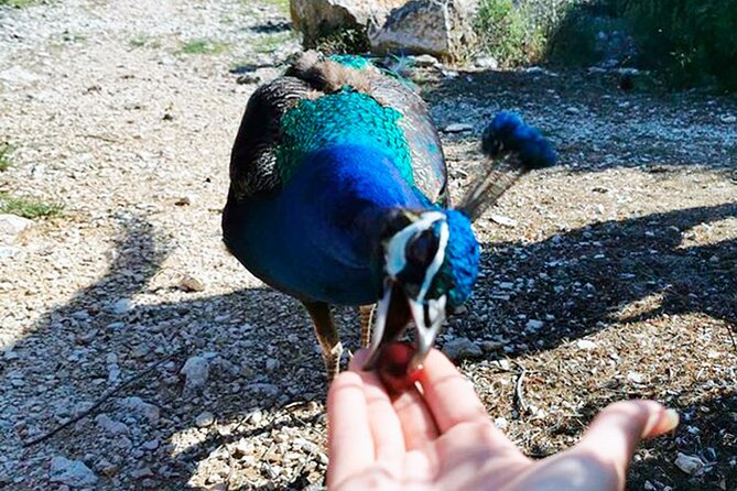 Brijuni National Park Boat Excursion From Pula. With a Visit to the Island - Itinerary and Inclusions