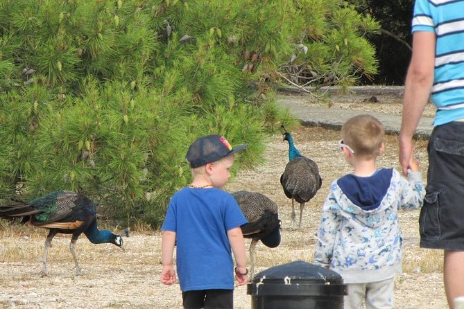 Brijuni National Park Boat Excursion From Pula. With a Visit to the Island - Guest Experiences and Feedback