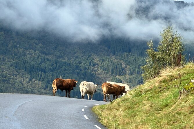 Briksdal Glacier and Loen from Nordfjordeid - The Sum Up