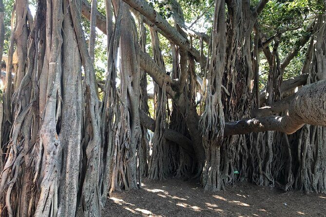 Brisbane City Highlights Sightseeing Tour - Frequently Asked Questions