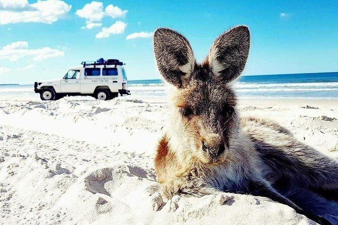 Brisbane day trip to Bribie Island - An In-Depth Look at the Bribie Island Day Trip