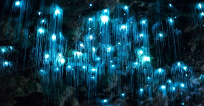 Brisbane: Daytime Glow Worm Caves Hop-on Hop-off Bus Tour - An In-Depth Look at the Tour Experience