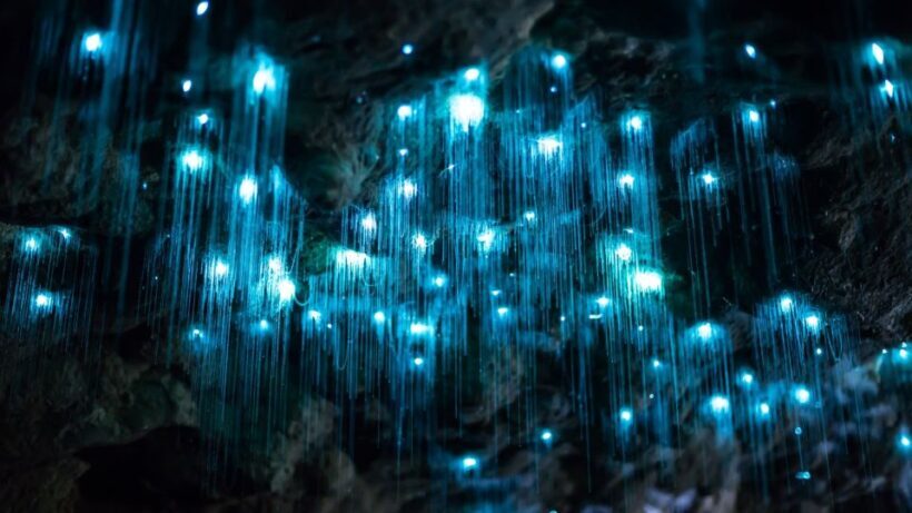 Brisbane: Daytime Glow Worm Caves Hop-on Hop-off Bus Tour - FAQ