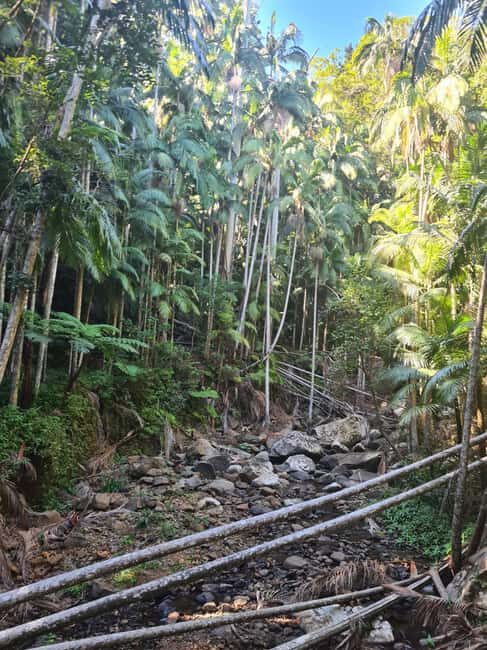 Brisbane Departure : Explore Tamborine Mountain Day Tour - Who Is This Tour Best For?