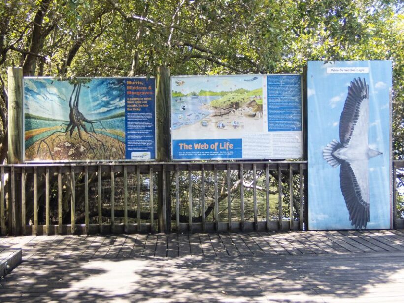 Brisbane: Kangaroos, Birds and Mangroves Coastal Tour - An In-Depth Look at the Tour Experience