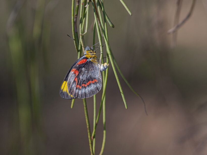 Brisbane: Kangaroos, Birds and Mangroves Coastal Tour - Who Will Enjoy This Tour?