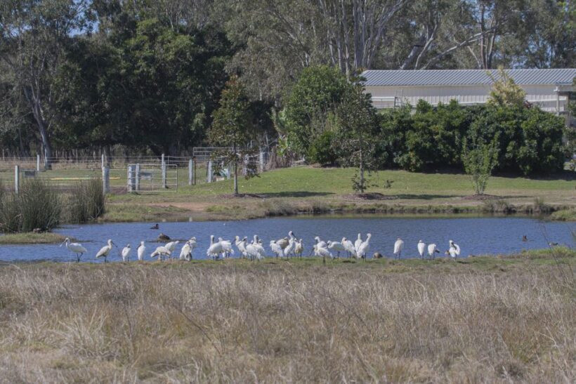 Brisbane: Kangaroos, Birds and Mangroves Coastal Tour - FAQ