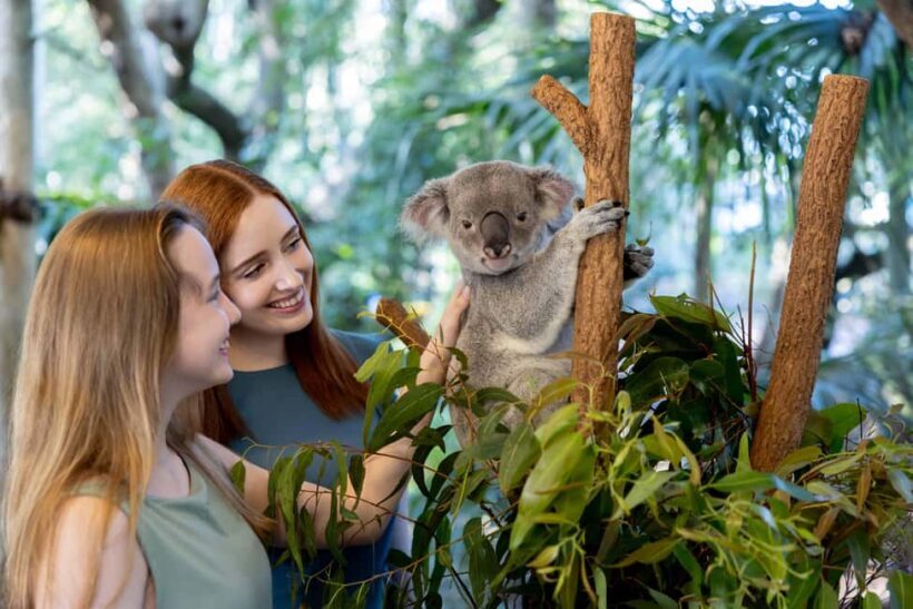 Brisbane: Lone Pine Koala Sanctuary Day Pass - Key Points