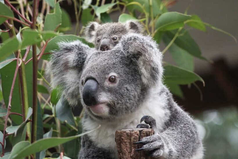Brisbane: Lone Pine Koala Sanctuary Day Pass - An Overview of the Lone Pine Koala Sanctuary Experience