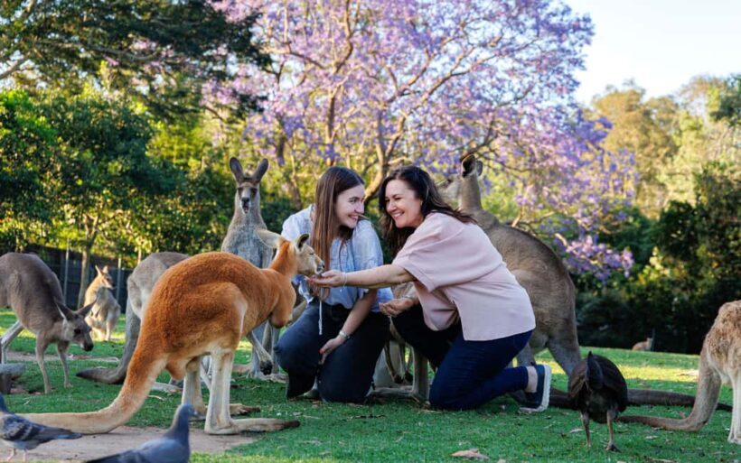 Brisbane: Lone Pine Koala Sanctuary Day Pass - Authentic Encounters and What Past Visitors Say