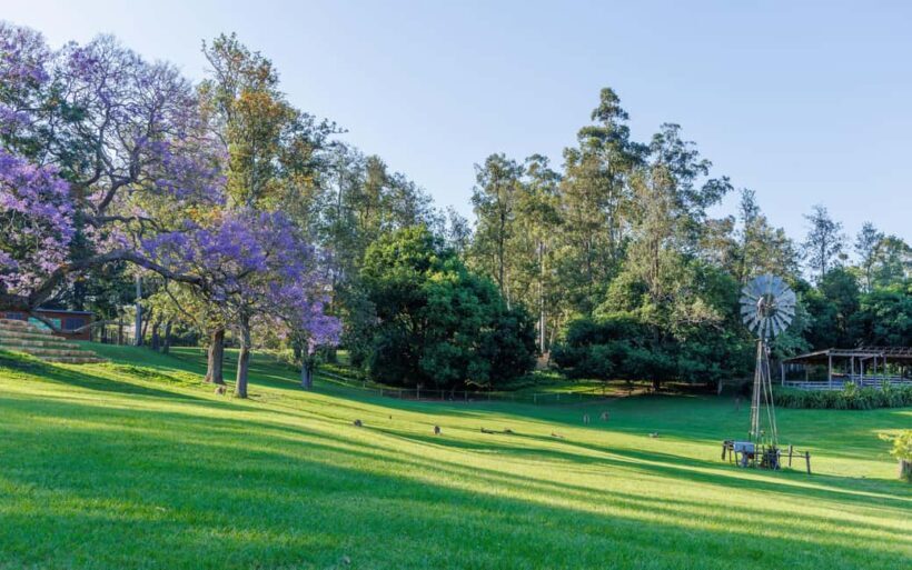 Brisbane: Lone Pine Koala Sanctuary Day Pass - The Sum Up: Is It Worth It?