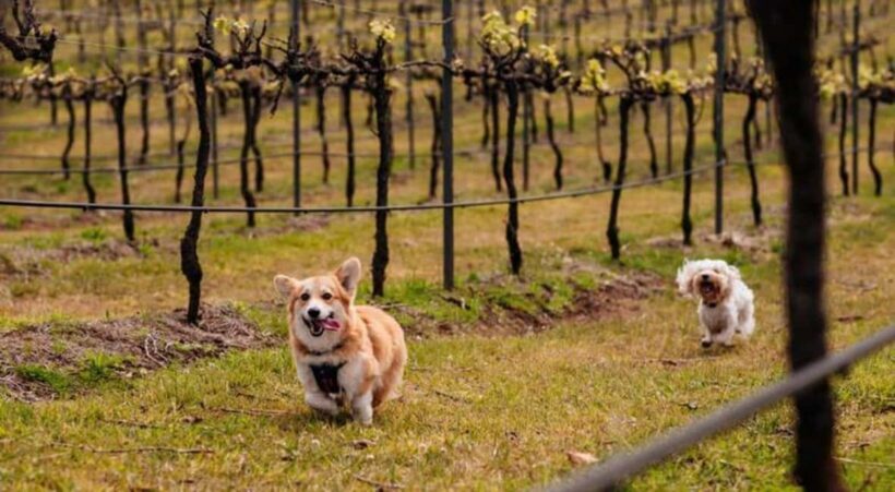 Brisbane: Picnic in the Vines - Key Points