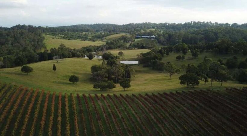 Brisbane: Picnic in the Vines - Exploring the Heart of Queensland’s Vineyard Country