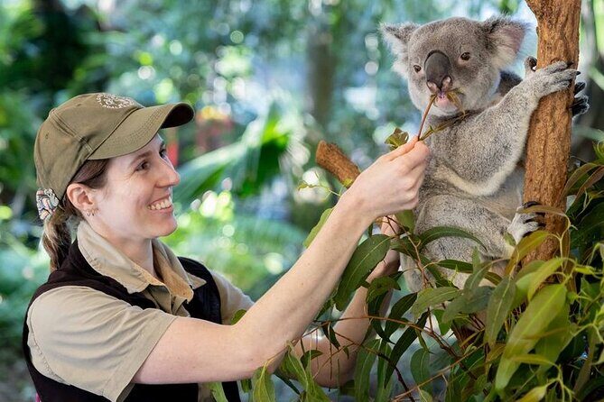 Brisbane Private Shore Excursions with Lone Pine Koala Sanctuary - Key Points