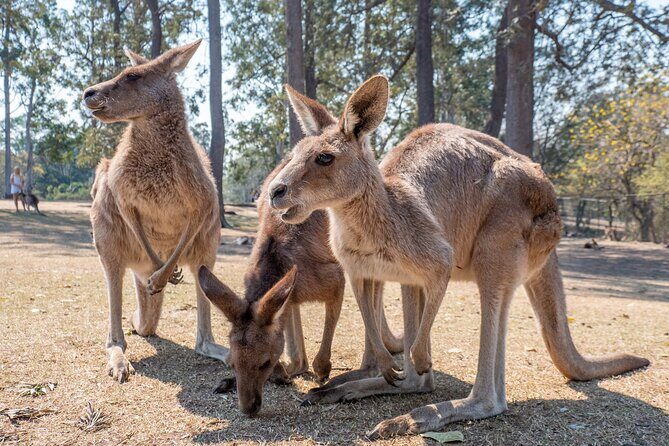 Brisbane Private Shore Excursions with Lone Pine Koala Sanctuary - The Sum Up