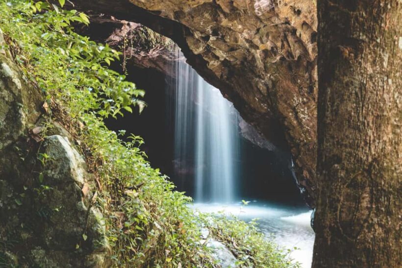Brisbane: Rainforests, Waterfalls and Glow Worm Cave Tour - An In-Depth Look at the Experience