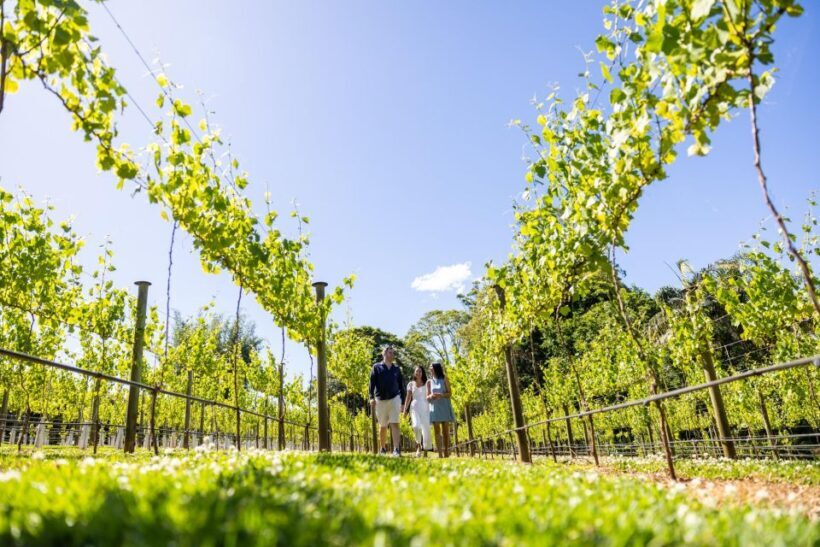 Brisbane: Tamborine Mountain Local Winery Tour with Lunch - Key Points