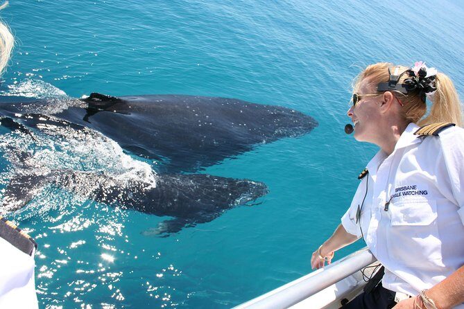 Brisbane Whale Watching Cruise from Redcliffe or Sunshine Coast - Discover the Brisbane Whale Watching Cruise: An Authentic Encounter with Marine Giants