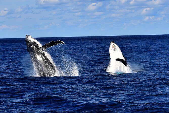 Brisbane Whale Watching Cruise from Redcliffe or Sunshine Coast - Key Points