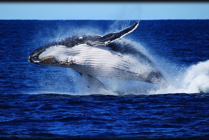 Brisbane Whale Watching Cruise from Redcliffe or Sunshine Coast - Authentic Experiences & Real-World Reviews