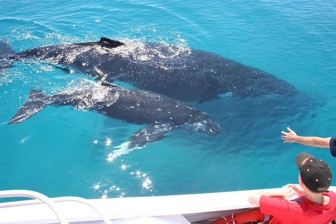 Brisbane Whale Watching Cruise from Redcliffe or Sunshine Coast - Practical Tips for a Smooth Trip