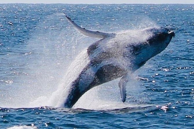 Brisbane Whale Watching Cruise from Redcliffe or Sunshine Coast - Who Will Love This Tour?