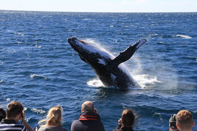Brisbane Whale Watching Cruise from Redcliffe or Sunshine Coast - The Sum Up