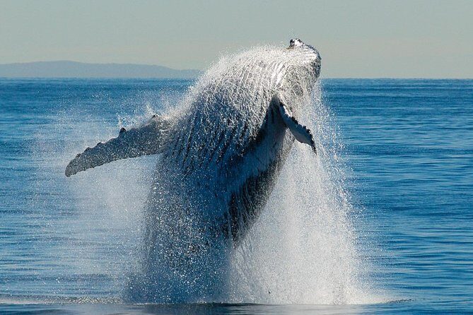 Brisbane Whale Watching Cruise from Redcliffe or Sunshine Coast - FAQ