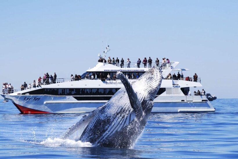 Brisbane: Whale Watching Cruise with Lunch - Key Points