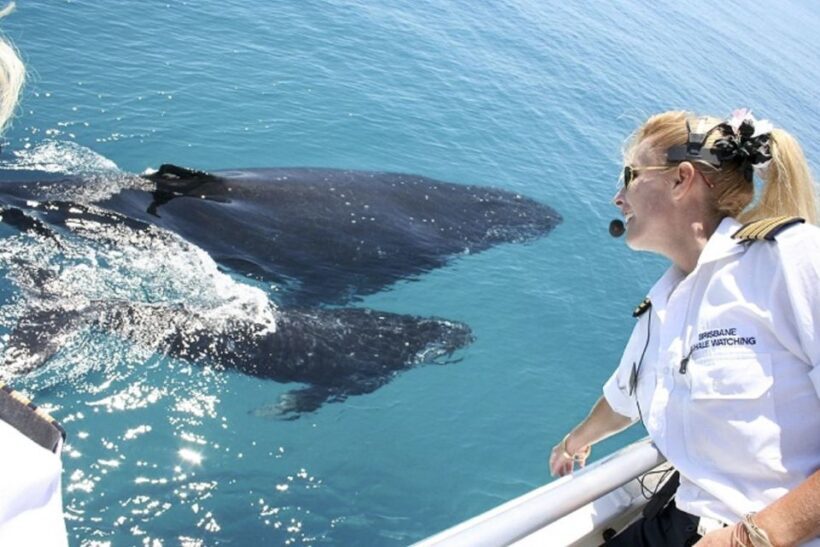 Brisbane: Whale Watching Cruise with Lunch - Who Should Consider This Tour?