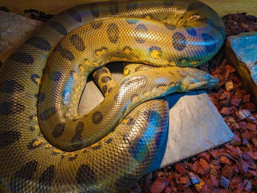 Bristol: Big Snake Experience for Two People - What’s Included and What’s Not