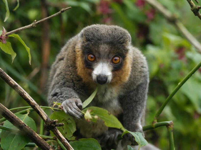 Bristol: Bristol Zoo Project Entry Ticket - An In-Depth Look at Bristol Zoo Project