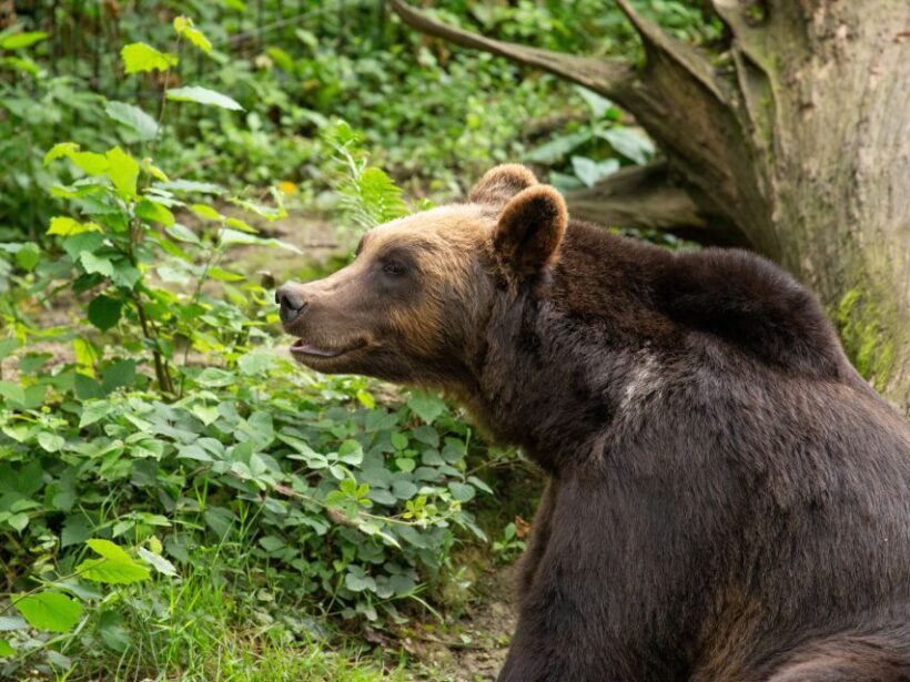 Bristol: Bristol Zoo Project Entry Ticket - FAQs