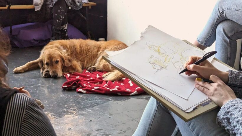 Bristol: Dog Life Drawing led by local Artist Cai Burton - FAQ
