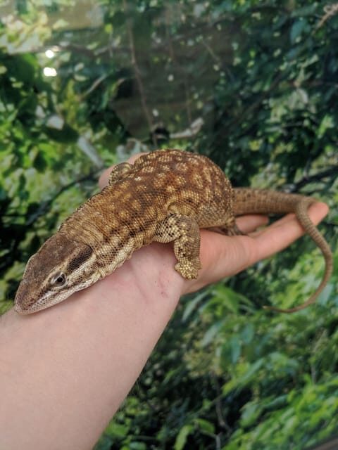 Bristol: Lizard Experience with Lunch - A Closer Look at the Bristol Lizard Experience