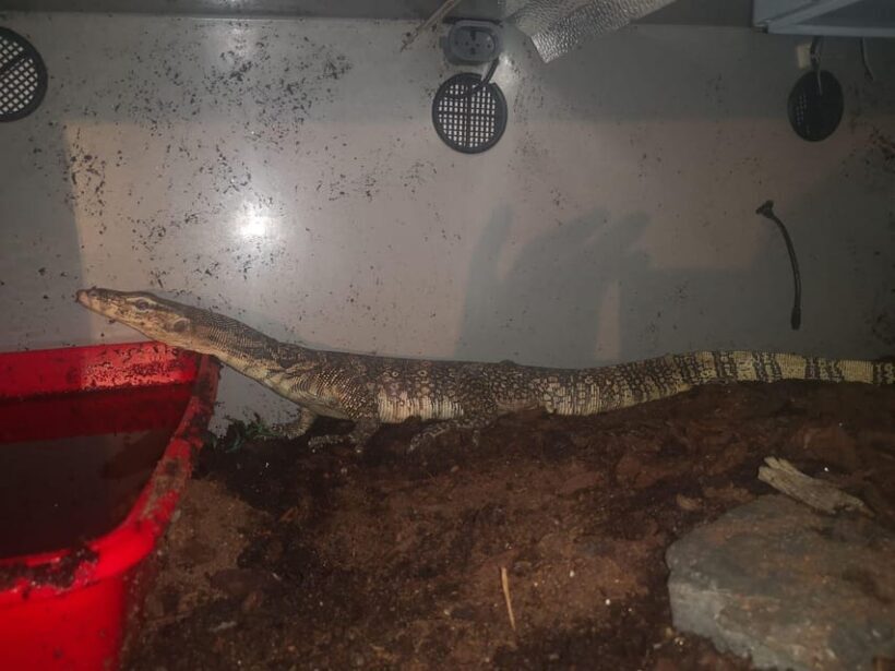 Bristol: Lizard Experience with Lunch - The Sum Up: Who Will Love This Experience?