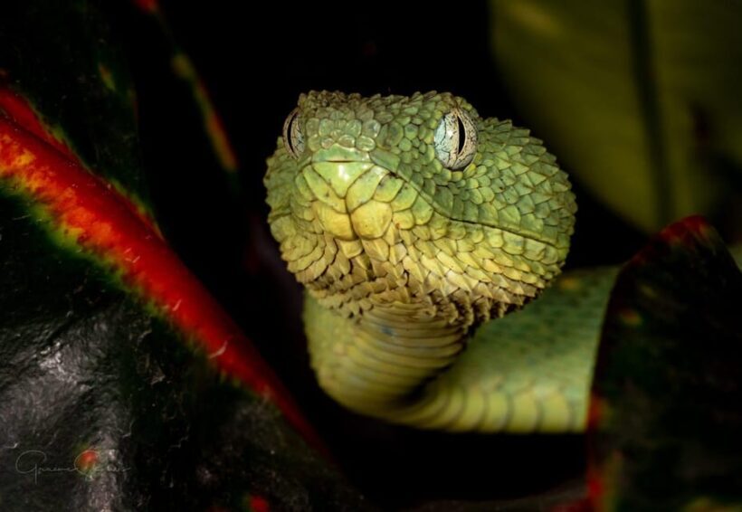 Bristol: Venomous Snake Tour w/ Guide & Croc Photo - Evaluating the Value