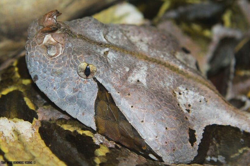 Bristol: Venomous Snake Tour w/ Guide & Croc Photo - Who This Tour Is Best For