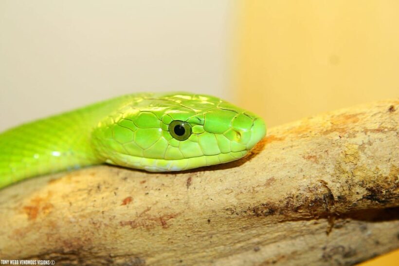 Bristol: Venomous Snake Tour with Reptile Photo - The Sum Up
