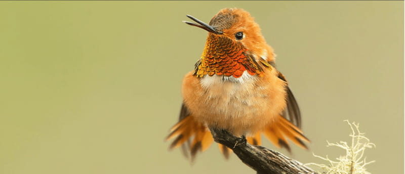 British Columbia: Bird Watching and Photography Tour - An Overview of What to Expect